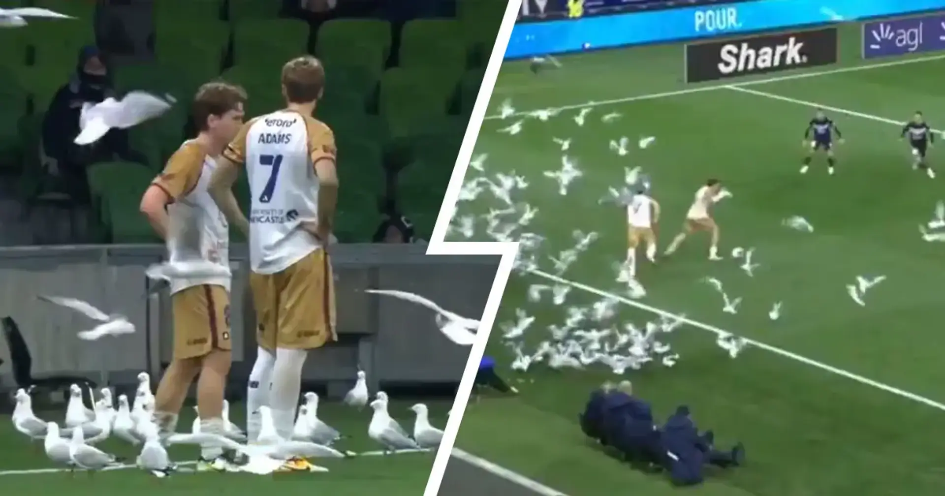 What the bird? Flock of Seagulls disrupt free kick in A-League fixture ...