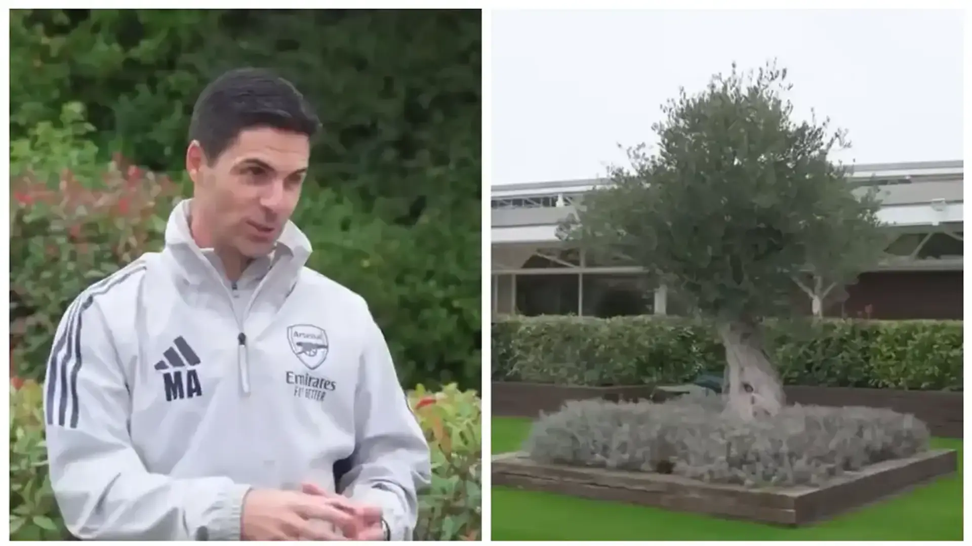 Mike Arteta reveals the meaning behind the olive tree at Arsenal’s base ...